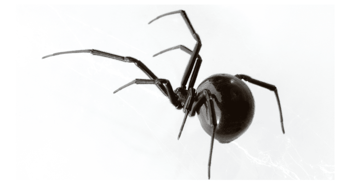 Black widow spider control services | DANCAN pest control