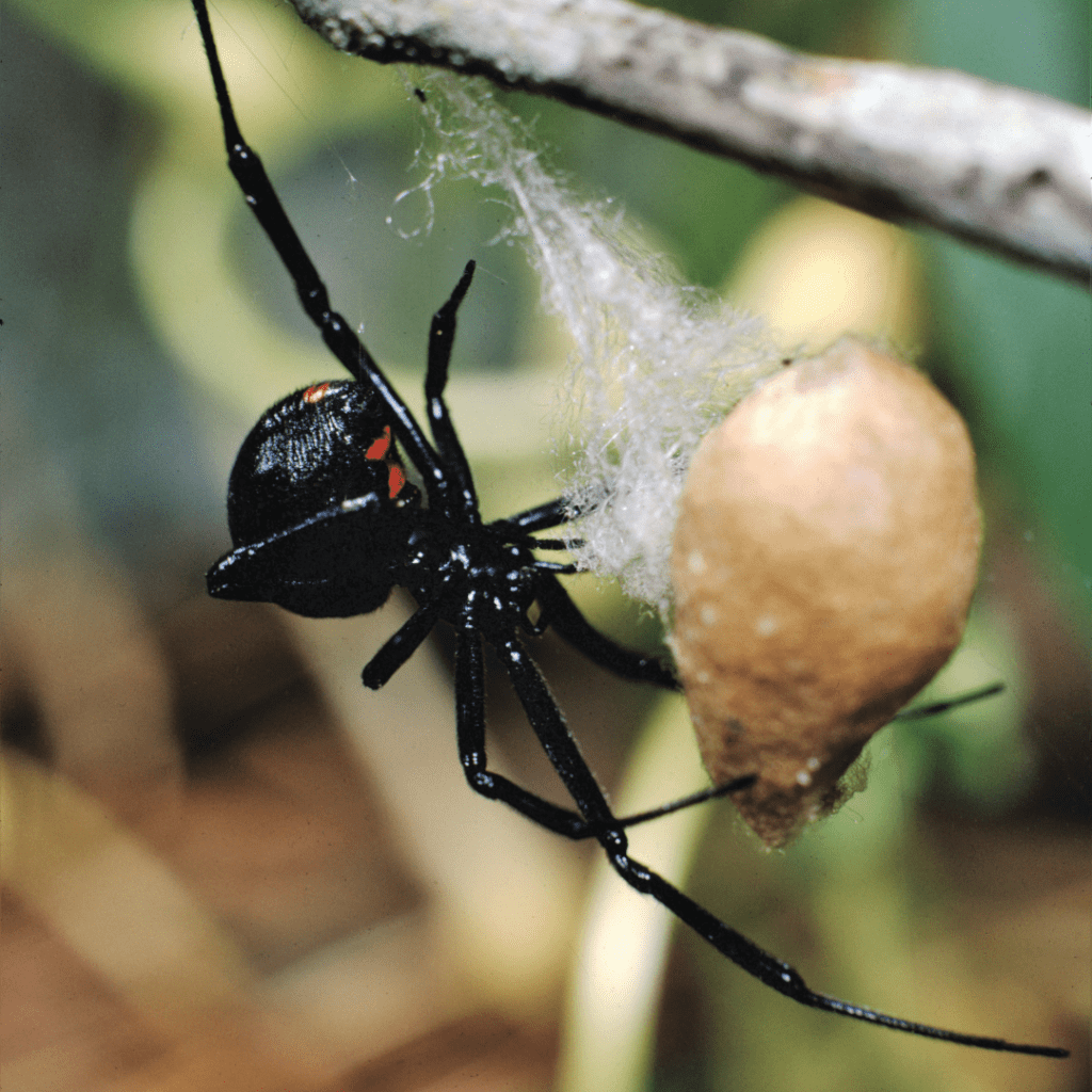 Black widow spider control services | DANCAN pest control