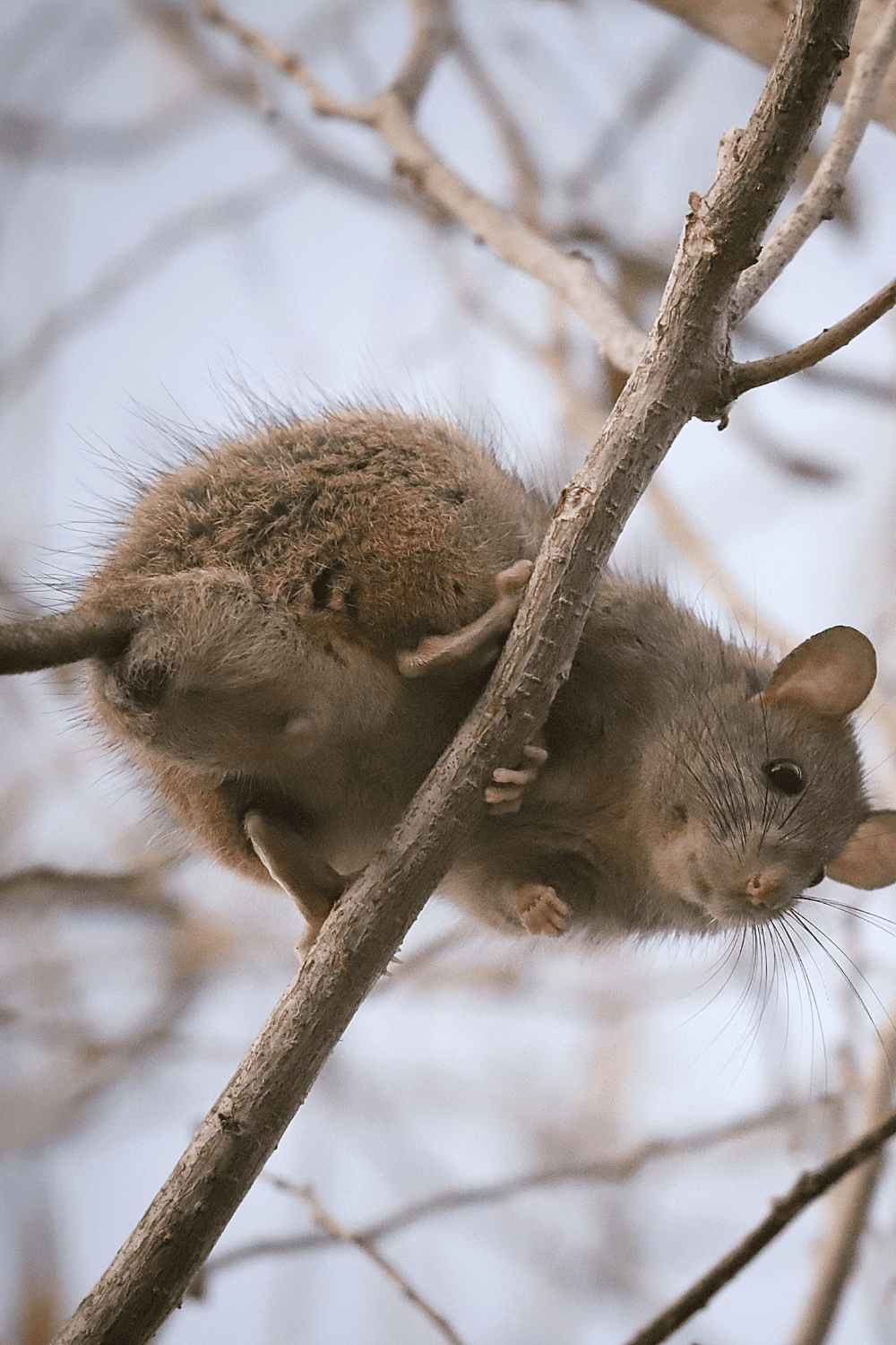 Effective Roof Rat Rodent Control By DANCAN - DANCAN Pest Control