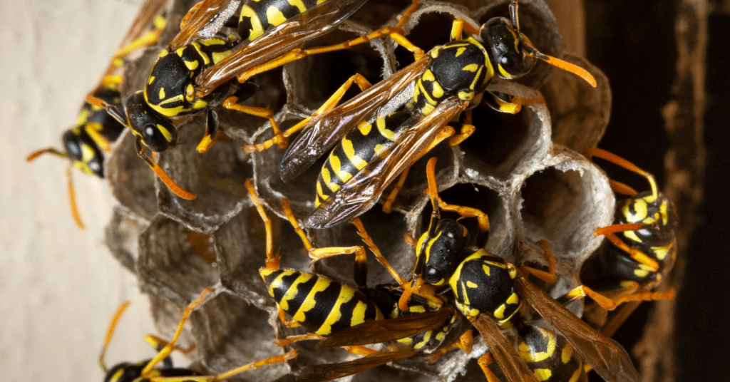 Wasps & Wasp Control Services - DANCAN Pest Control